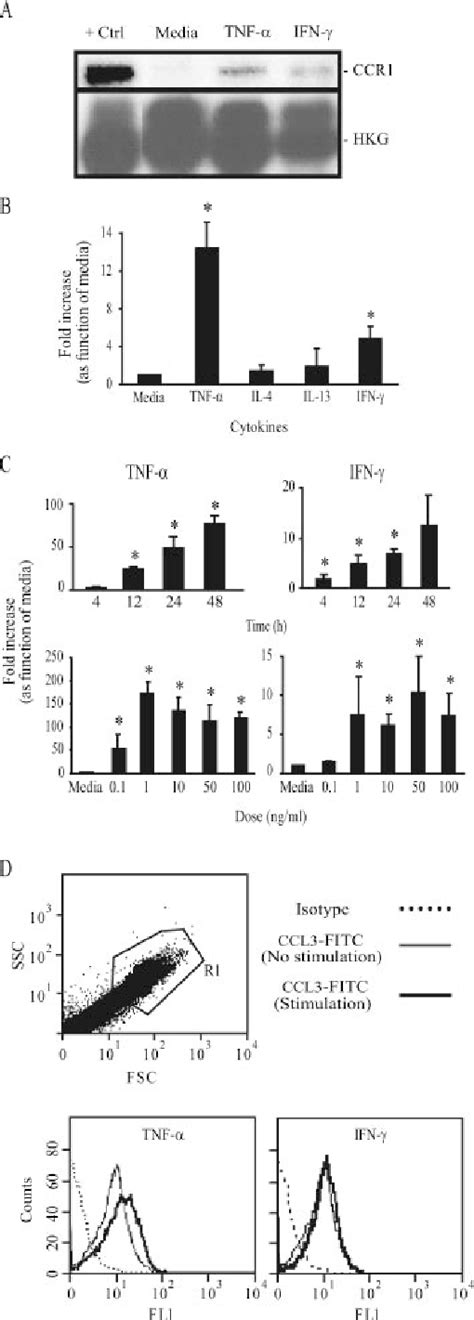 Effect Of Cytokines On Ccr1 Mrna And Protein Expression By Asmc