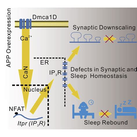 Upregulation Of Ip3 Receptor Mediates App Induced Defects In Synaptic