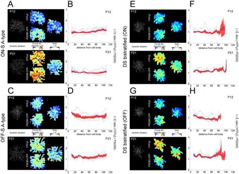 A Left Dendritic Skeletons Of On S A Type Rgcs At P12 And P21