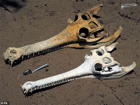 Scientists Admit They Cant Tell Male And Female Dinosaurs Apart