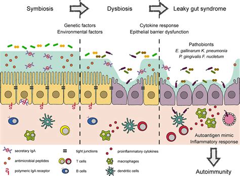 Frontiers Partners In Leaky Gut Syndrome Intestinal Dysbiosis And