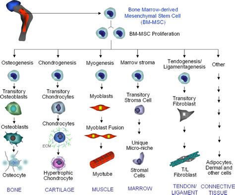 Bm Msc Differentiation Strategy Download Scientific Diagram