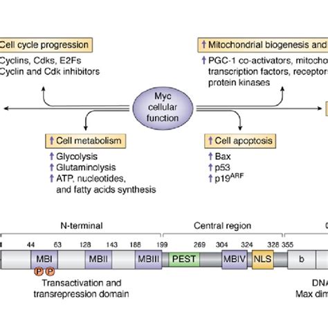Signaling Pathways That Regulate Myc Protein Levels In β Cells In Basal