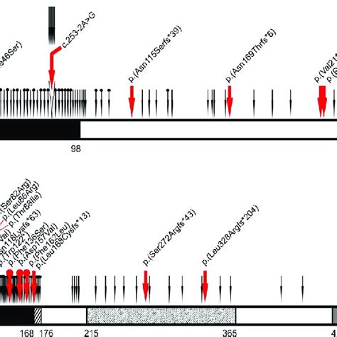 Schematic Of Pitx2 A And Foxc1 B Proteins Positions Of Previously