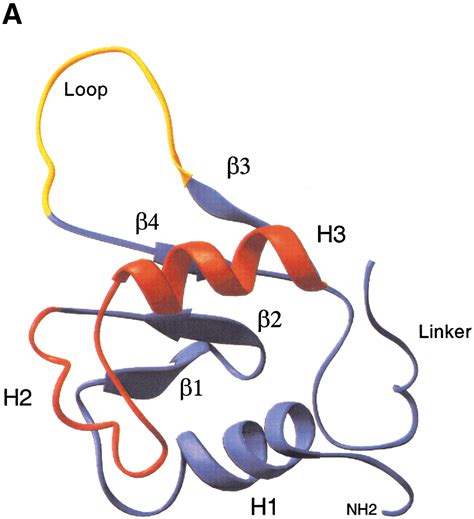 The Loop Domain Of Heat Shock Transcription Factor 1 Dictates Dna