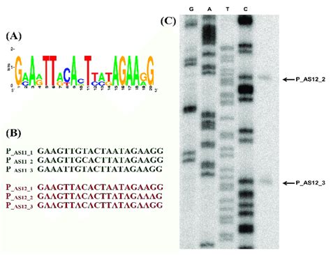 Identification Of As11 And As12 Phage‐encoded T7‐type Rnap Promoters