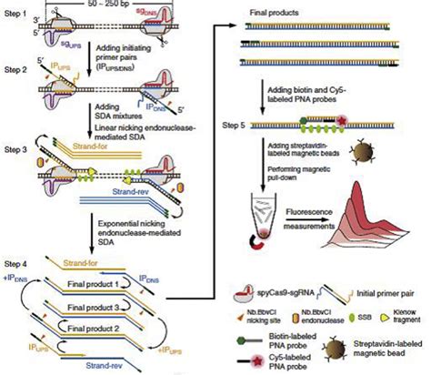 Schematic Representation Of The Crisda Crispr Cas9 Triggered Nicking