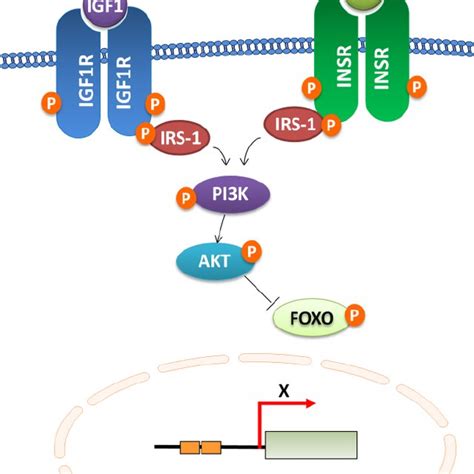 Insulin Insulin Like Growth Factor 1 Igf 1 Signaling Iis Is A Major