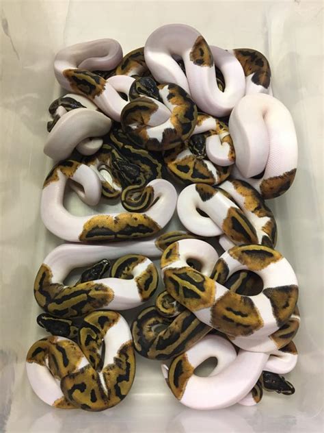 pied ball python