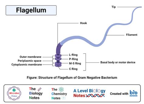 Flagella Structure Types Arrangement Functions Examples