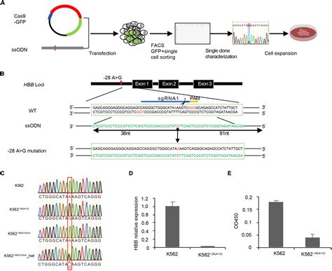 Frontiers Transcriptome Analyses Of β Thalassemia −28 A G Mutation