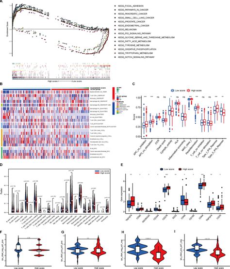 Correlations Of The Cuproptosis Score With Biological Characteristics