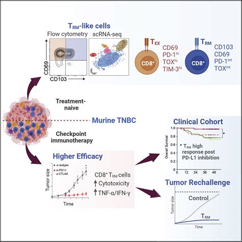 Intratumoral Cd8 T Cells With A Tissue Resident Memory Phenotype