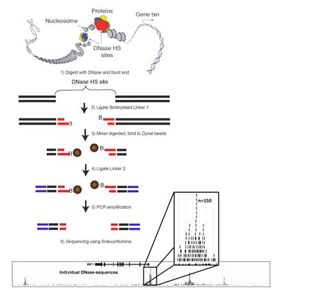 Dnase Seq A High Resolution Technique For Mapping Active Gene