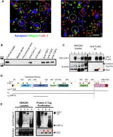 Gabapentin Receptor α2δ 1 Is A Neuronal Thrombospondin Receptor