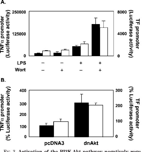 Figure 3 From The Phosphatidylinositol 3 Kinase Akt Pathway Limits