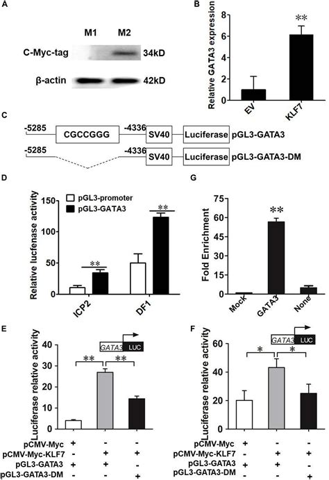 Frontiers Gata Binding Protein 3 Is A Direct Target Of Kruppel Like