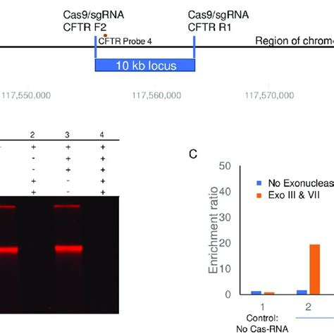 Cas9 Sgrnas Protect A Target 10 Kb Human Cftr Gene Sequence From