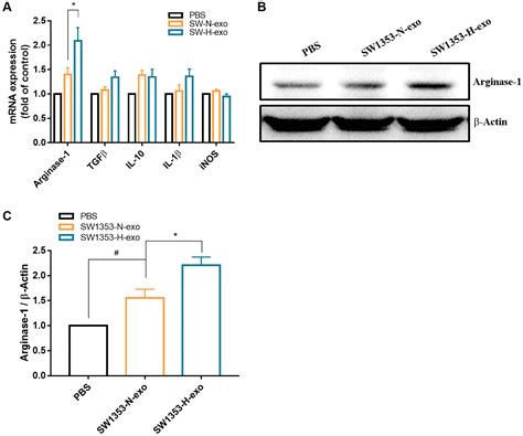 Hypoxia Regulated Exosomes Mediate M2 Macrophage Polarization And