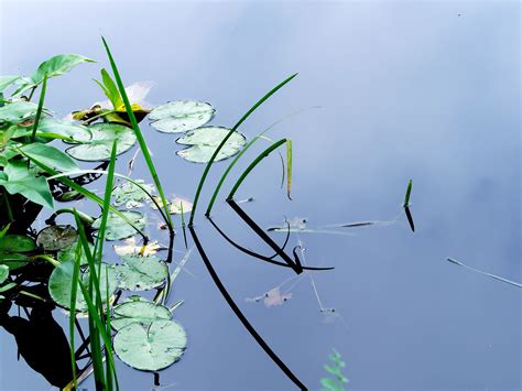 Lily Pad Pond Water Free Photo On Pixabay Pixabay