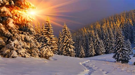 Fond Décran Lumière Du Soleil Des Arbres Forêt Le Coucher Du