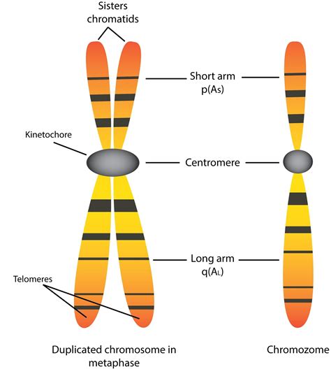 Illustrated Diagram Showing Detailed Chromosome Struc