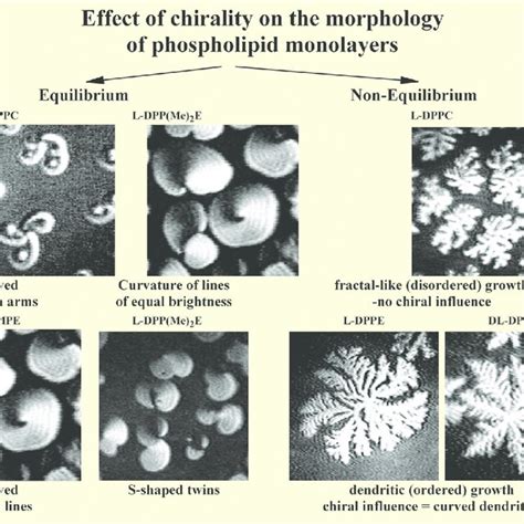 Effect Of Chirality On The Domain Morphology Of Phospholipid Monolayers