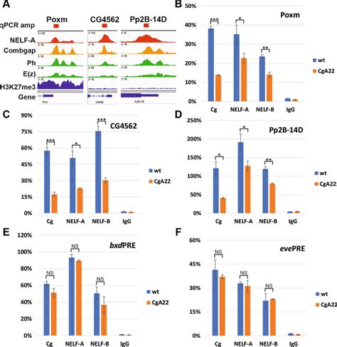 Combgap Is Required For The Nelf A And Nelf B Binding A Chip Seq