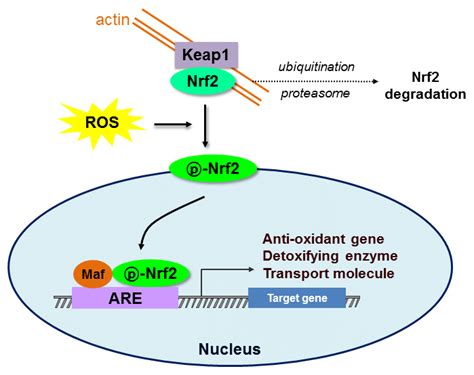 Schematic Diagram Of The Nrf2 Keap1 Are Signaling Pathway Under Normal