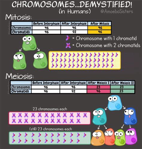 Mitosis And Meiosis Chart Of Chromosome Numbers Science With The