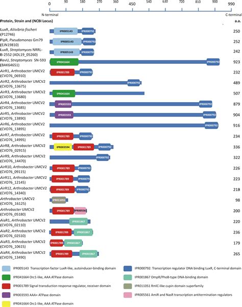 Frontiers Comparative Genomic And Functional Analysis Of Arthrobacter