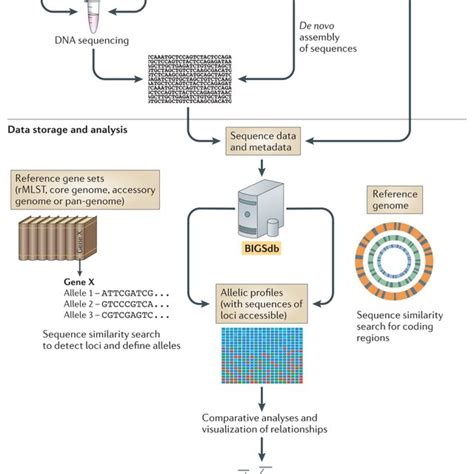 Pdf Mlst Revisited The Gene By Gene Approach To Bacterial Genomics