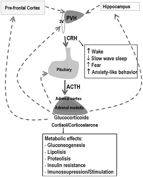 Schematic Representation Of The Hypothalamic Pituitary Adrenal Hpa