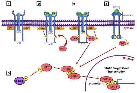 Cancers Free Full Text Targeting Stat3 In Cancer With Nucleotide