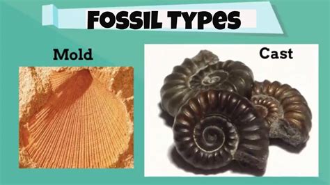 Fossil Types For Beginners Youtube