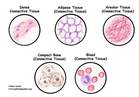 7 Types Of Connective Tissue