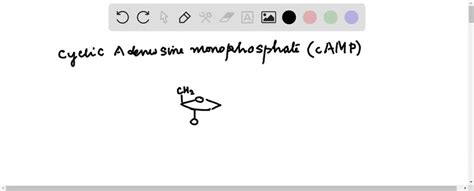 Solved Draw The Structure Of Cyclic Adenosine Monophosphate Camp A