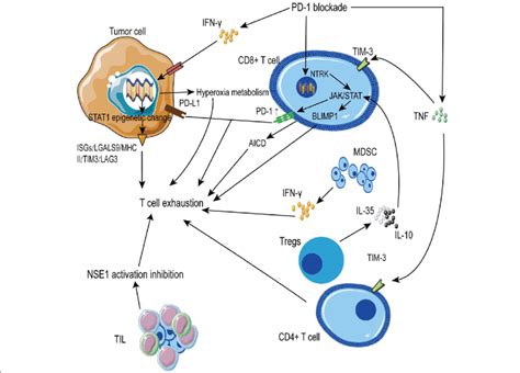 T Cell Exhaustion Causes Pd 1 Blockade Therapy Resistance Pd 1