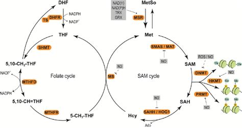 Redox Components Modulate Sam Synthesis Through Folate Cycle In Plants