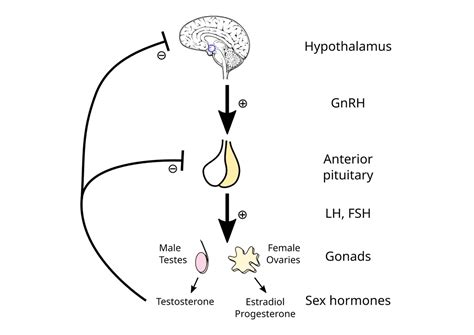 Hypothalamic Pituitary Gonadal Axis Wikiwand