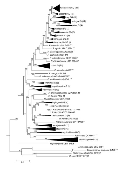 Maximum Likelihood Phylogenetic Tree Constructed With Phyml 3 0 Based