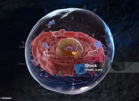 真核生物または真核生物細胞内の細胞小器官 細胞質のストックフォトや画像を多数ご用意 細胞質 プラズマ物質 膜 Istock