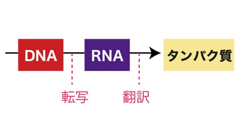 【タンパク質の合成】わかりやすい図で合成過程を理解しよう！｜高校生向け受験応援メディア「受験のミカタ」