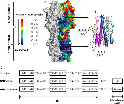 Frontiers Hemagglutinin Sequence Conservation Guided Stem Immunogen
