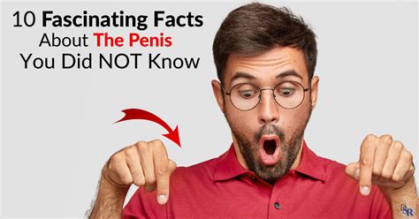 10 Fascinating Facts About The Penis You Did Not Know Dr Sam Robbins
