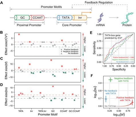 Genome Wide Effects Of Promoter Motifs On Transcriptional Burst