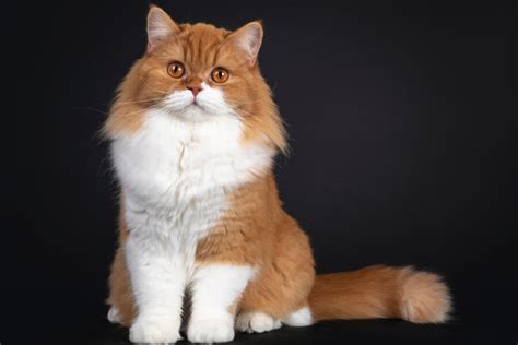 British Longhair Cat Breed
