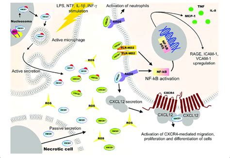 Functions And Redox Regulation Of The High Mobility Group Protein B1