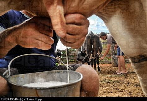 Hand Milking A Cow The Old Way Of Doing It Cow Milk Cow Farm