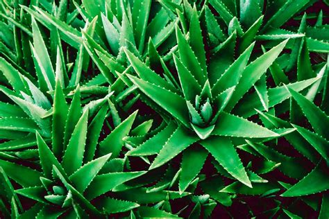 How To Divide Aloe Plants In 5 Simple Steps Gardeners Path
